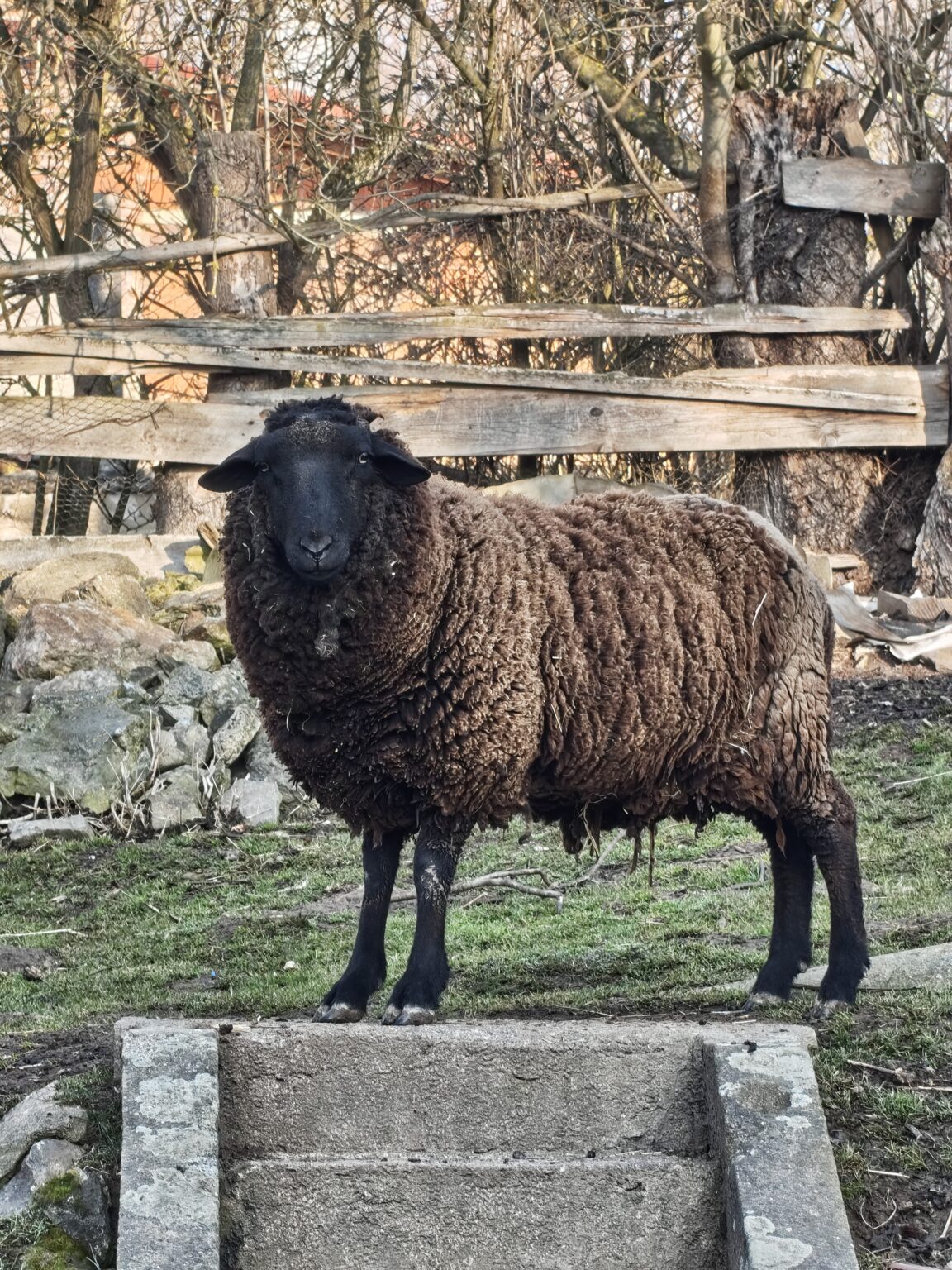 Photo test Nothing Phone (4a): great main, weaker periscope – Android ...