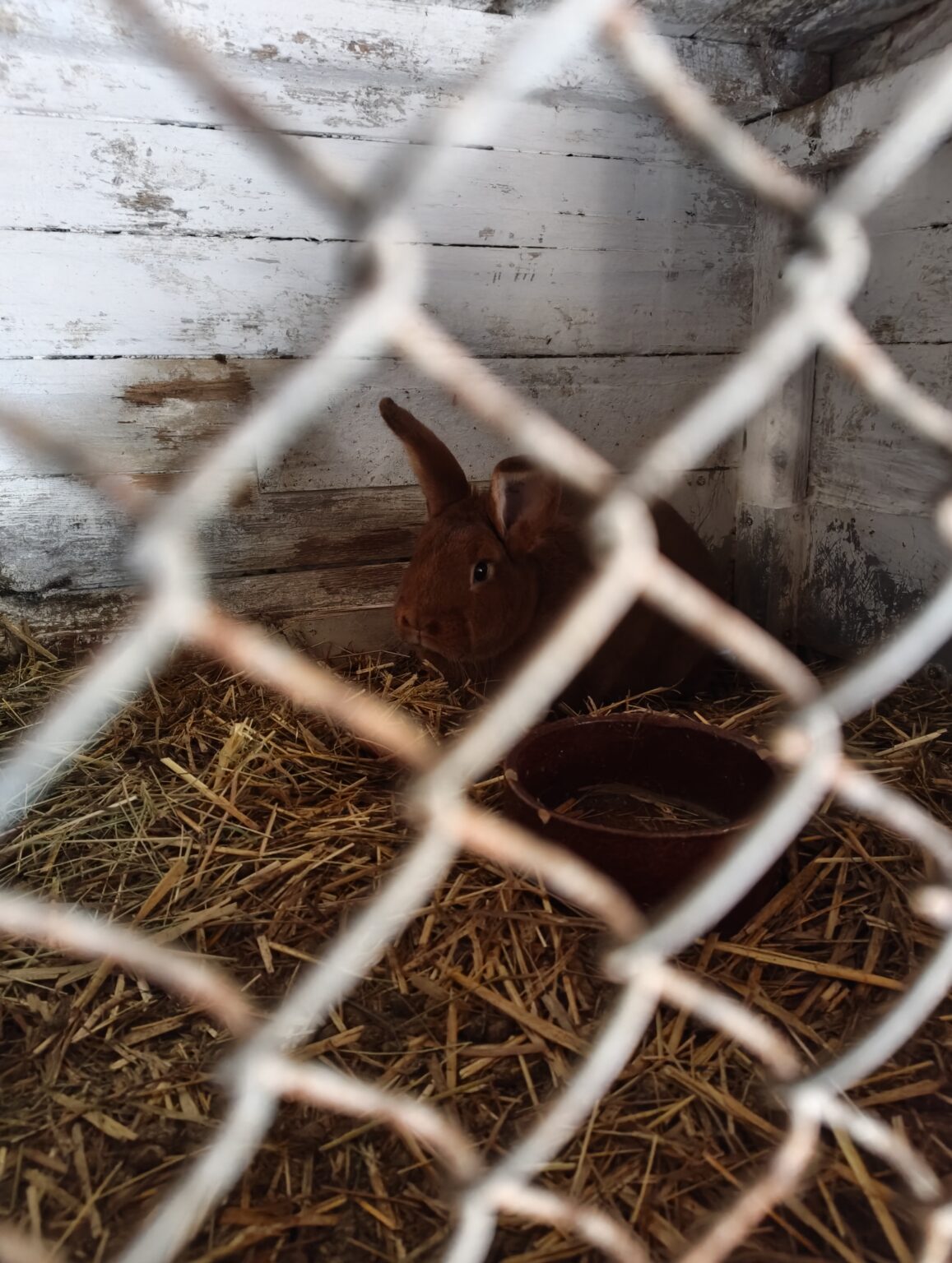 Photo test Nothing Phone (4a): great main, weaker periscope – Android ...